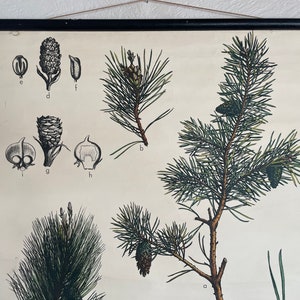 Vintage SCOTS PINE School Chart Botanical Educational Wall Chart. PINE ...