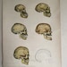 Vintage School Chart EVOLUTION of HUMAN SKULLS Poster Educational Chart ...