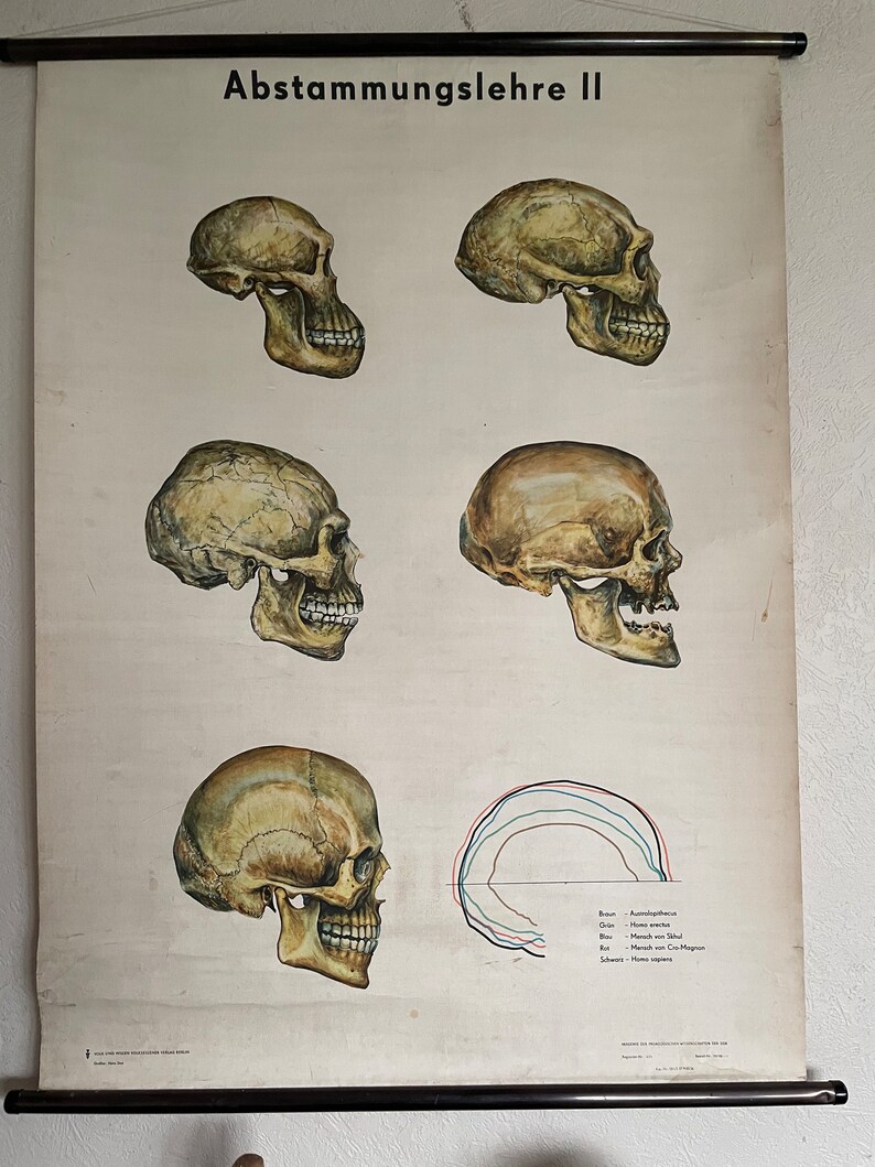 Vintage School Chart EVOLUTION of HUMAN SKULLS Poster Educational Chart ...