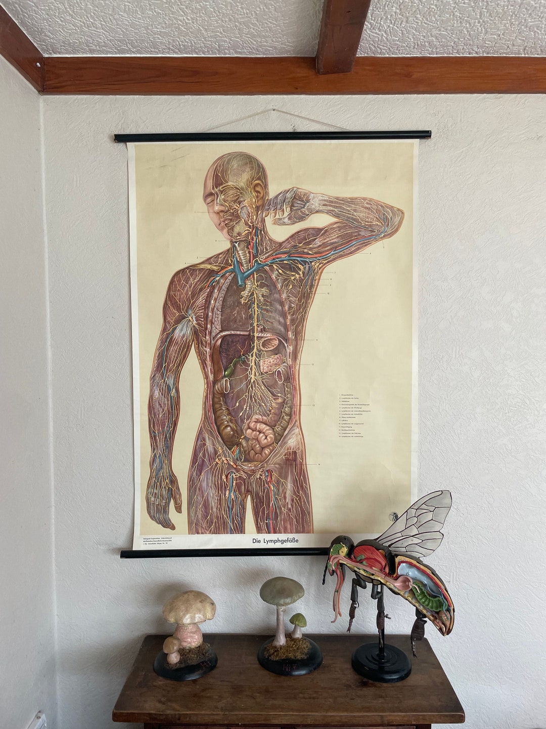 Vintage Medical School CHART of the LYMPHATIC SYSTEM Educational ...