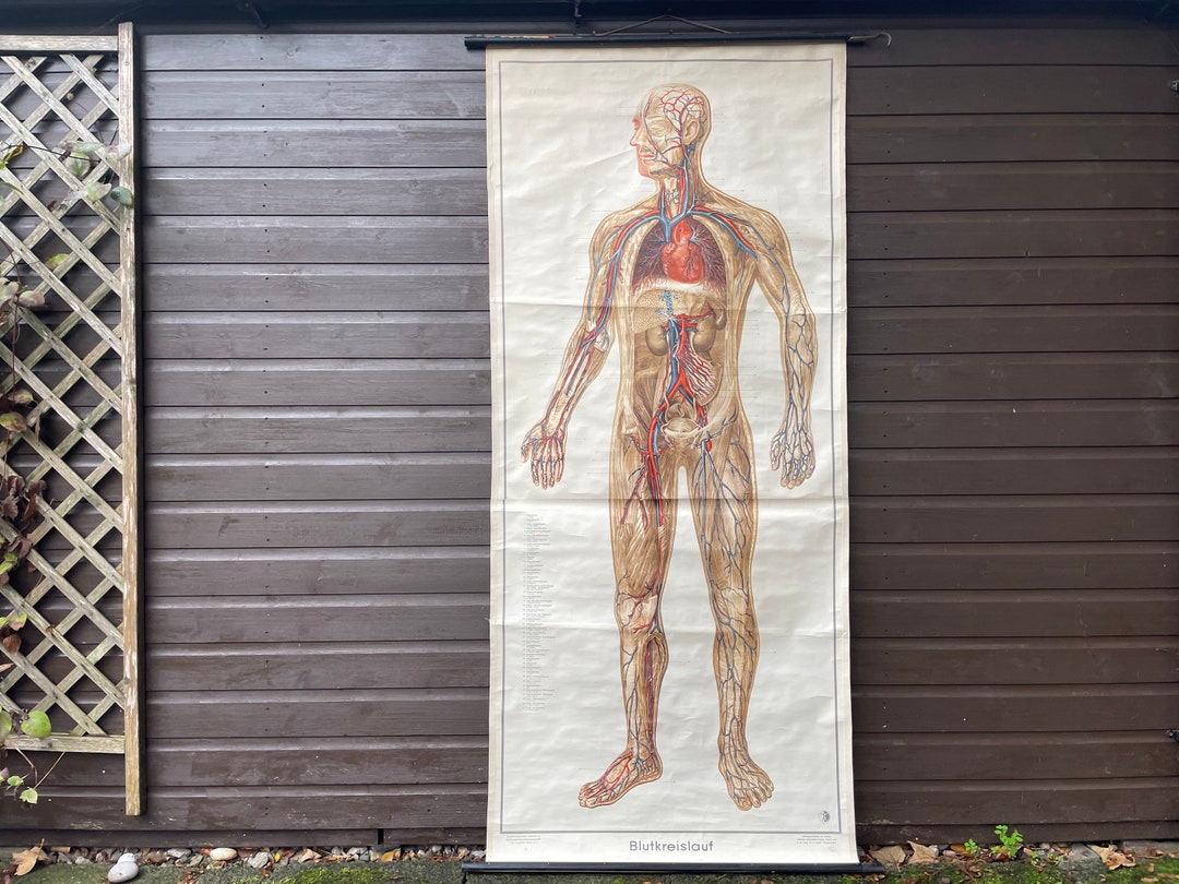 Vintage FULL BODY CIRCULATION Educational Medical School Chart Blood ...