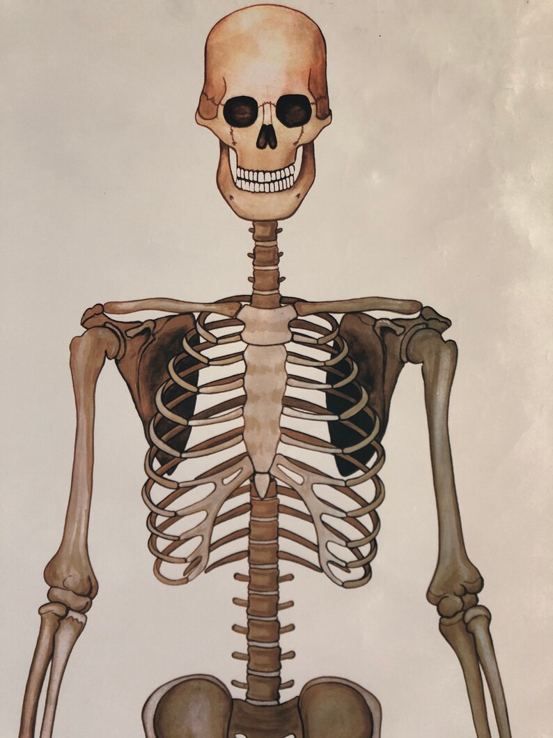 Vintage SKELETON & SKULL School Chart 1970's Roll Down | Etsy