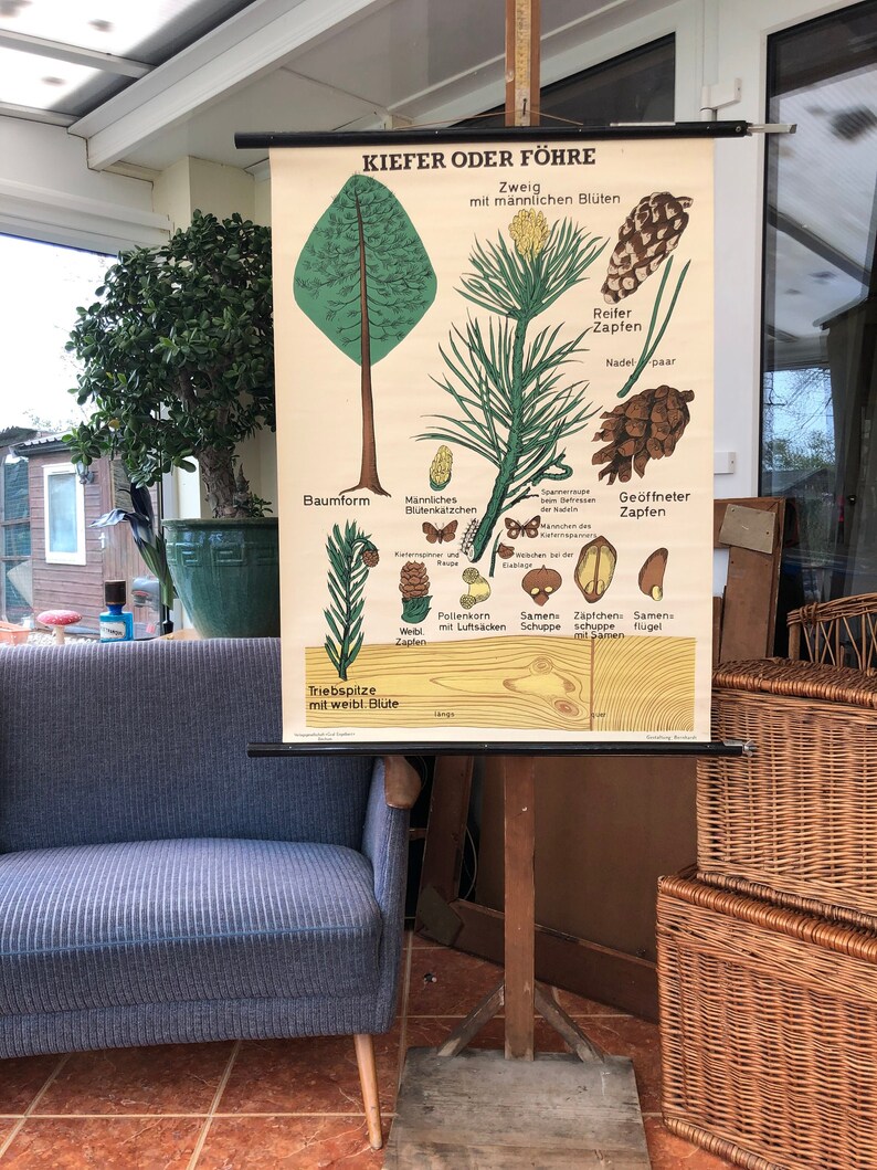 Vintage PINE TREE Roll Down School Chart BOTANICAL Educational | Etsy