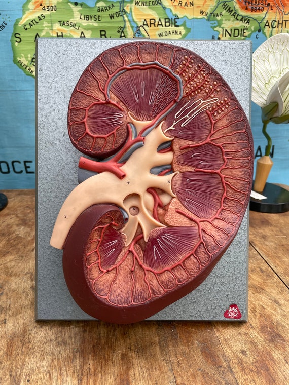 Human Kidney Model