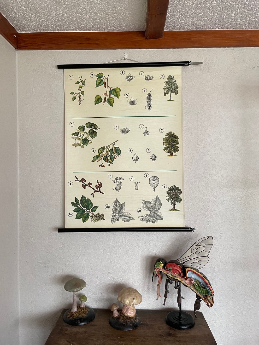 Vintage School Chart of TREES Botanical Educational Wall Chart ...