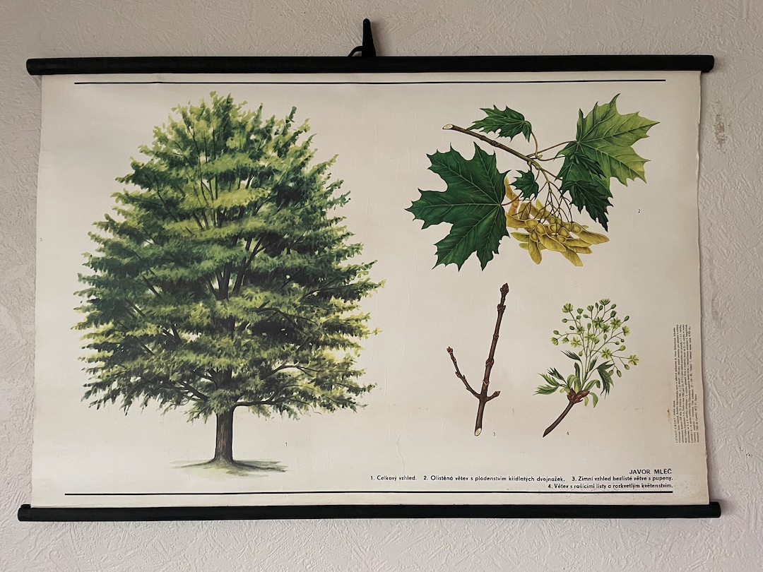 Vintage SUGAR MAPLE Tree School Chart Botany Roll Down Poster BOTANICAL ...