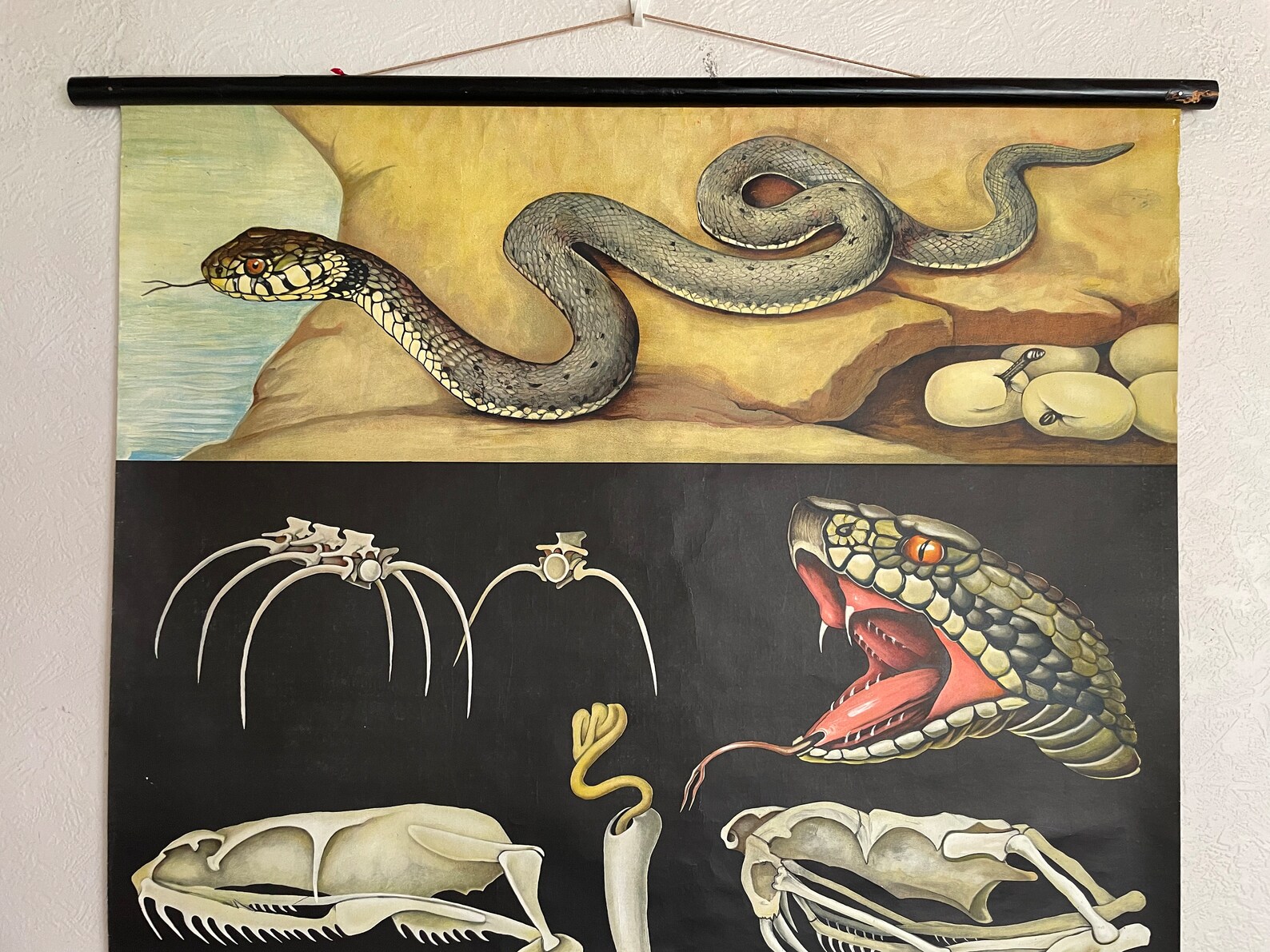 Vintage GRASS SNAKE & VIPER School Chart Jung Koch Quentell Educational ...