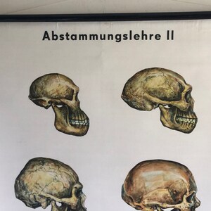Vintage School Chart EVOLUTION of HUMAN SKULLS Poster Educational Chart ...