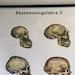 Vintage School Chart EVOLUTION of HUMAN SKULLS Poster Educational Chart ...
