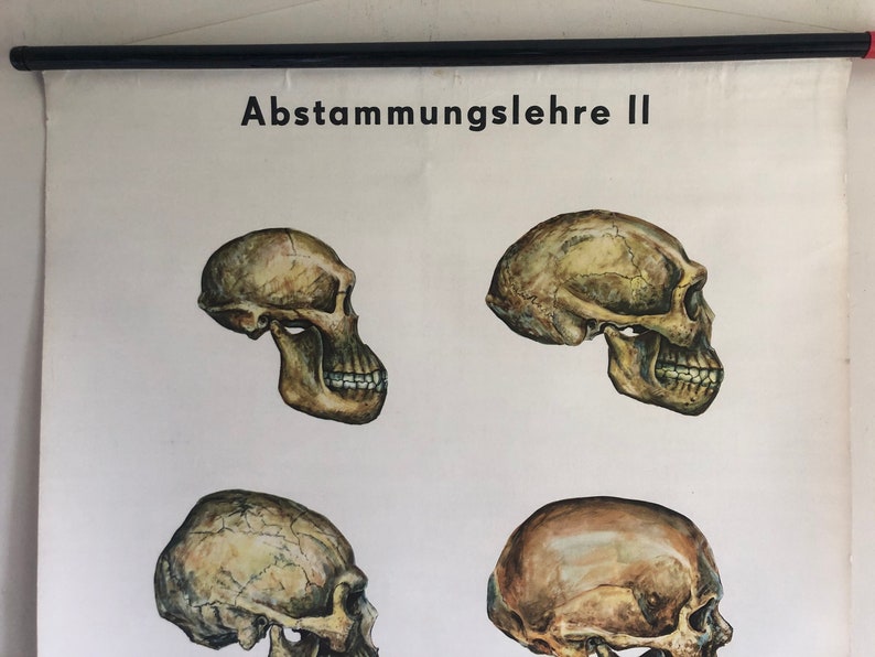 Vintage School Chart EVOLUTION of HUMAN SKULLS Poster - Etsy
