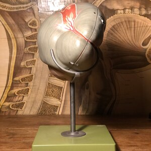 Vintage Somso RUMINANT STOMACH of the COW Educational Model Vet School ...