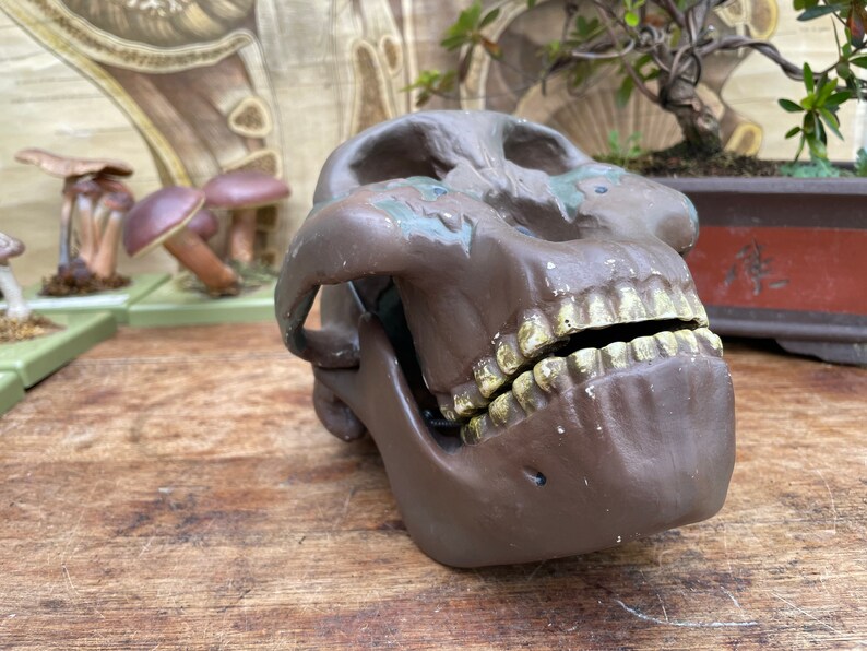 Vintage Somso PARANTHROPUS BOISEI SKULL Model Educational - Etsy