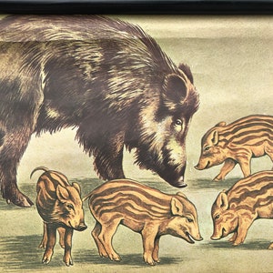 Vintage PIGS School Chart Jung Koch Quentell Educational Poster SWINE ...