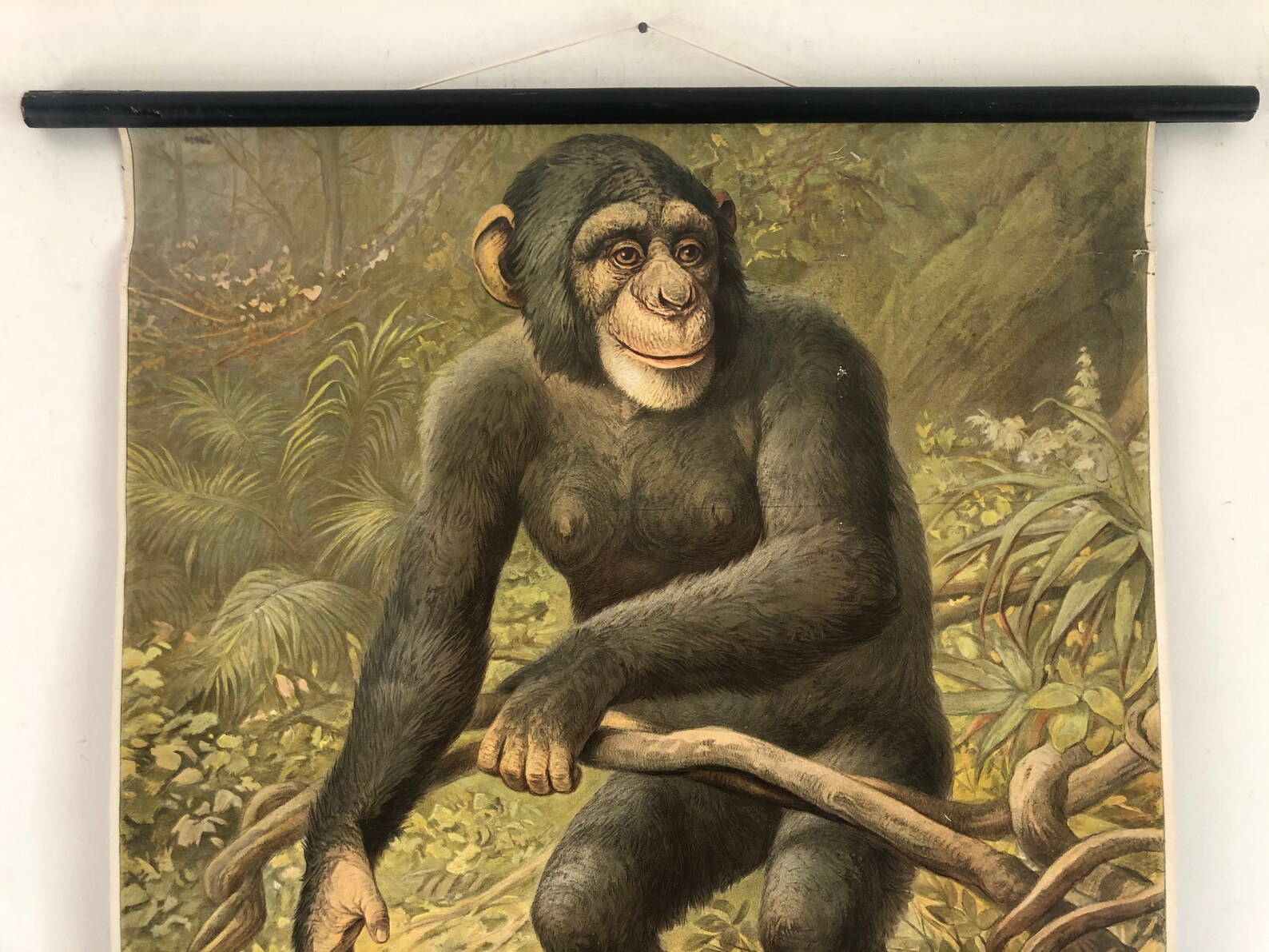 Vintage CHIMPANZEE School Chart Roll Down Poster Educational | Etsy