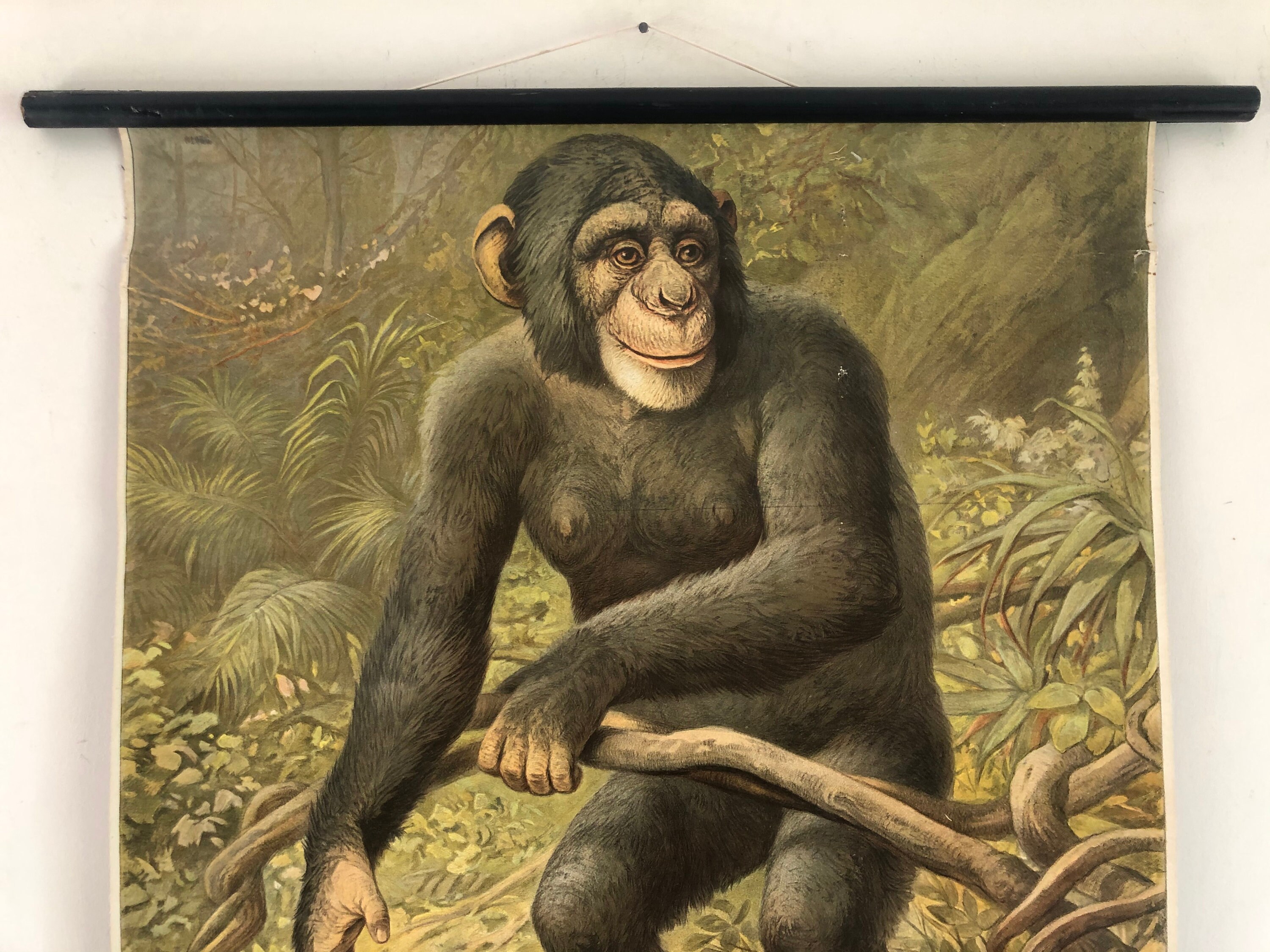 Vintage CHIMPANZEE School Chart Roll Down Poster Educational | Etsy