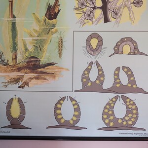 Vintage SPONGE School Chart BOTANICAL Jung Koch Quentell Educational ...