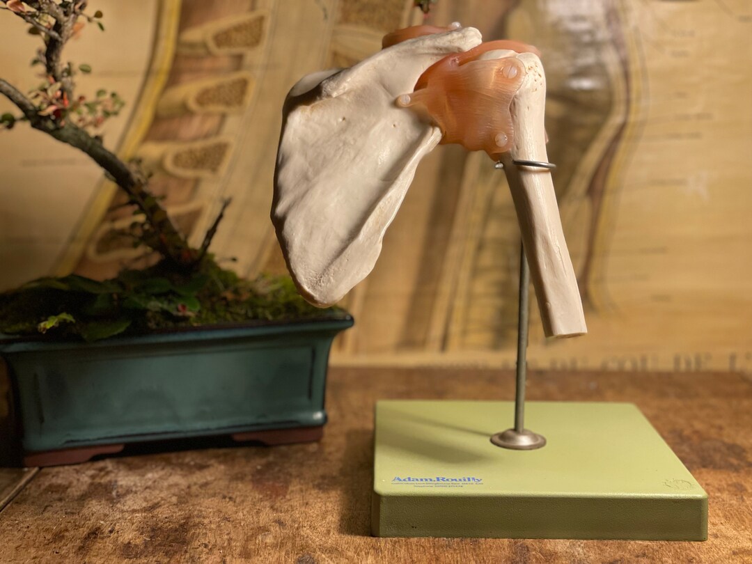 Vintage SOMSO SHOULDER JOINT Educational Model Anatomy Modell Medical ...
