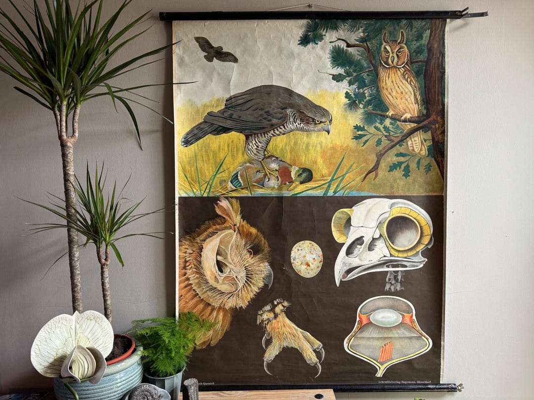 Vintage BIRDS OF PREY School Chart by Jung Koch Quentell. Raptors Linen ...