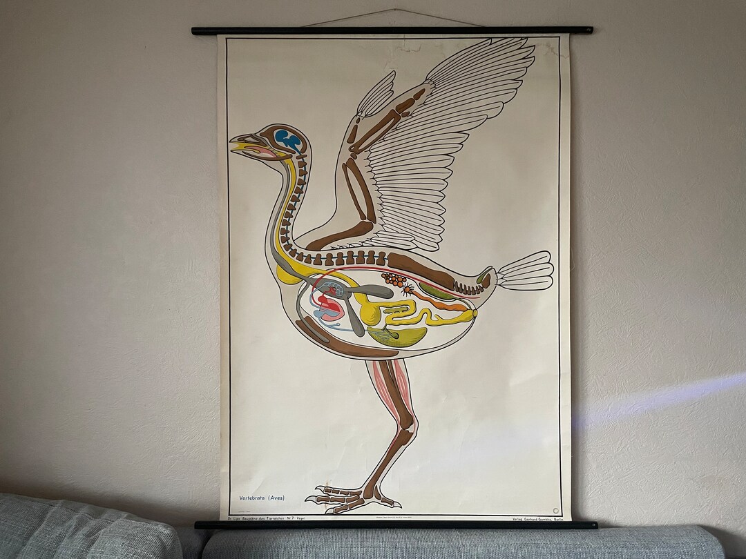 Vintage AVIANS - BIRDS Dr Lips School Chart Educational Wall Chart ...