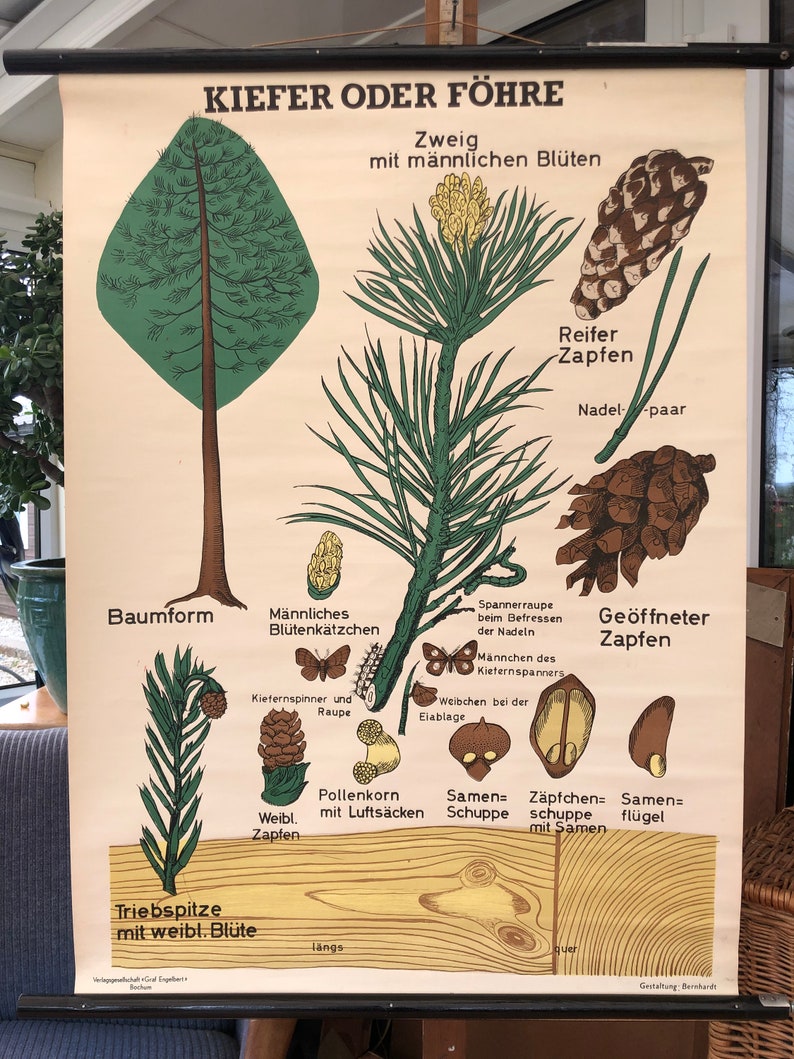 Vintage PINE TREE Roll Down School Chart BOTANICAL Educational | Etsy