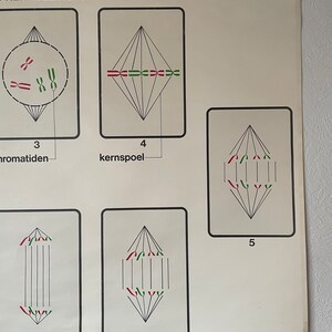 Vintage GENETICS School Chart CELL DIVISION Educational Chart Medical ...