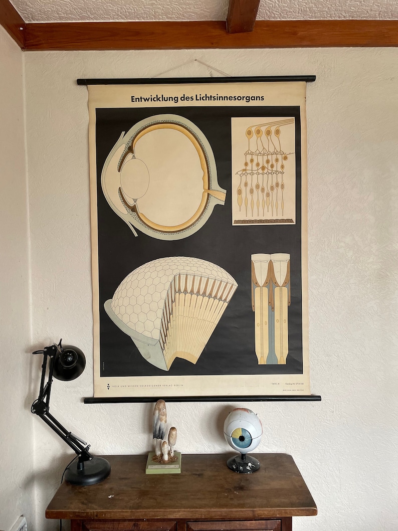 Vintage EYE ANATOMY School Chart Roll Down Medical School - Etsy