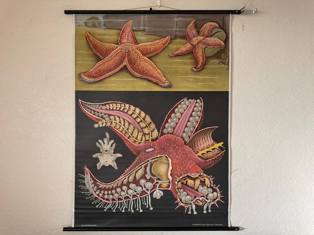 Vintage RED STARFISH School Chart Jung Koch Quentell Anatomy ...