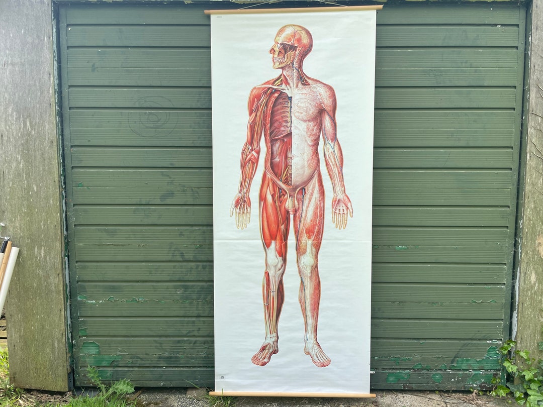 Vintage FULL BODY CIRCULATION School Chart Anatomy Roll Down Medical ...