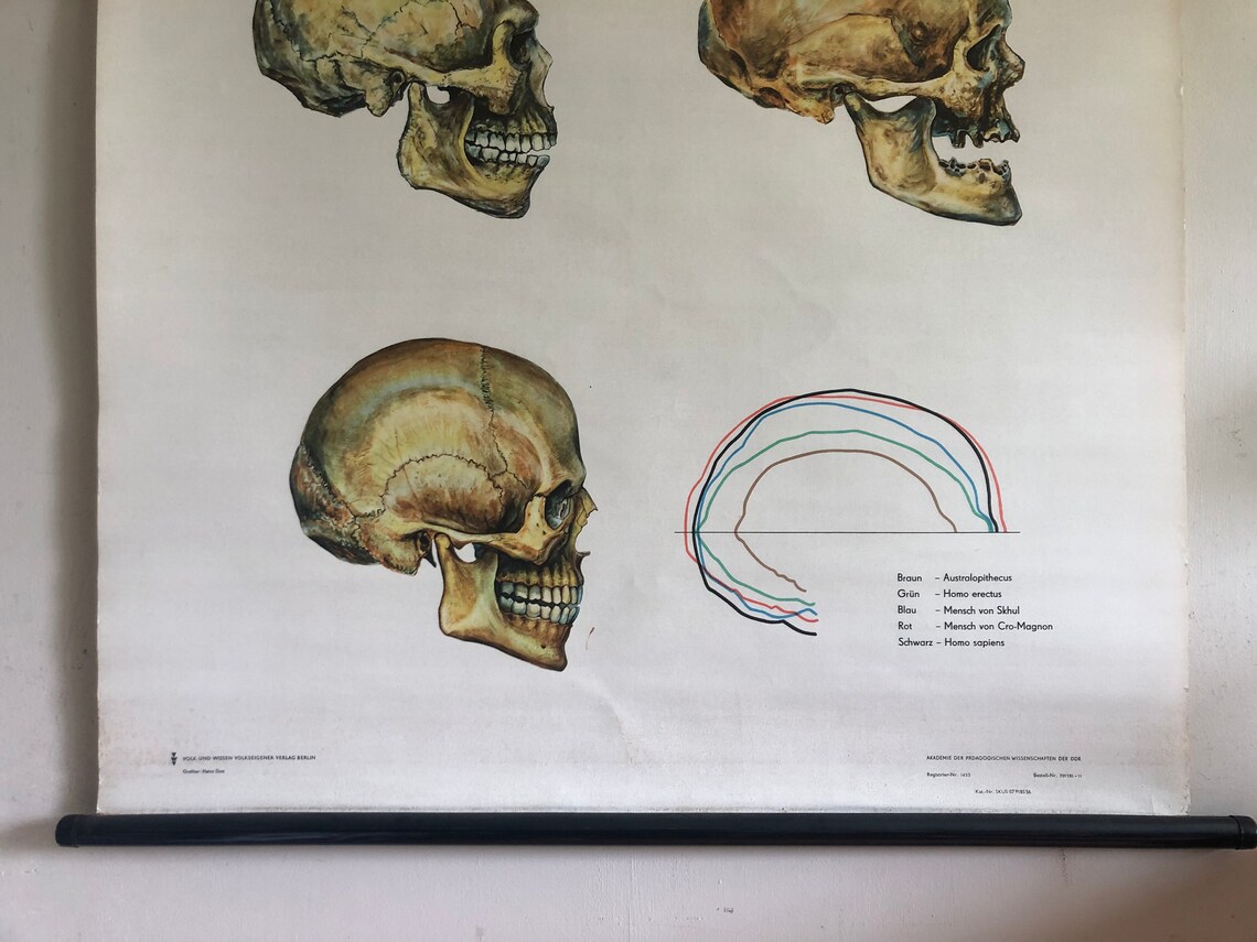 Vintage School Chart EVOLUTION of HUMAN SKULLS Poster Educational Chart ...