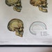Vintage School Chart EVOLUTION of HUMAN SKULLS Poster Educational Chart ...