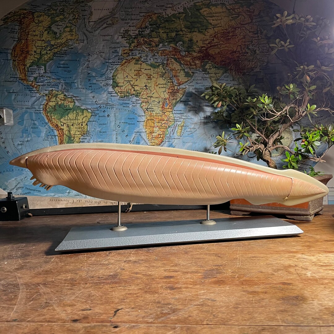 Rare Vintage SOMSO LANCELET Anatomical Educational Model 1950's ...