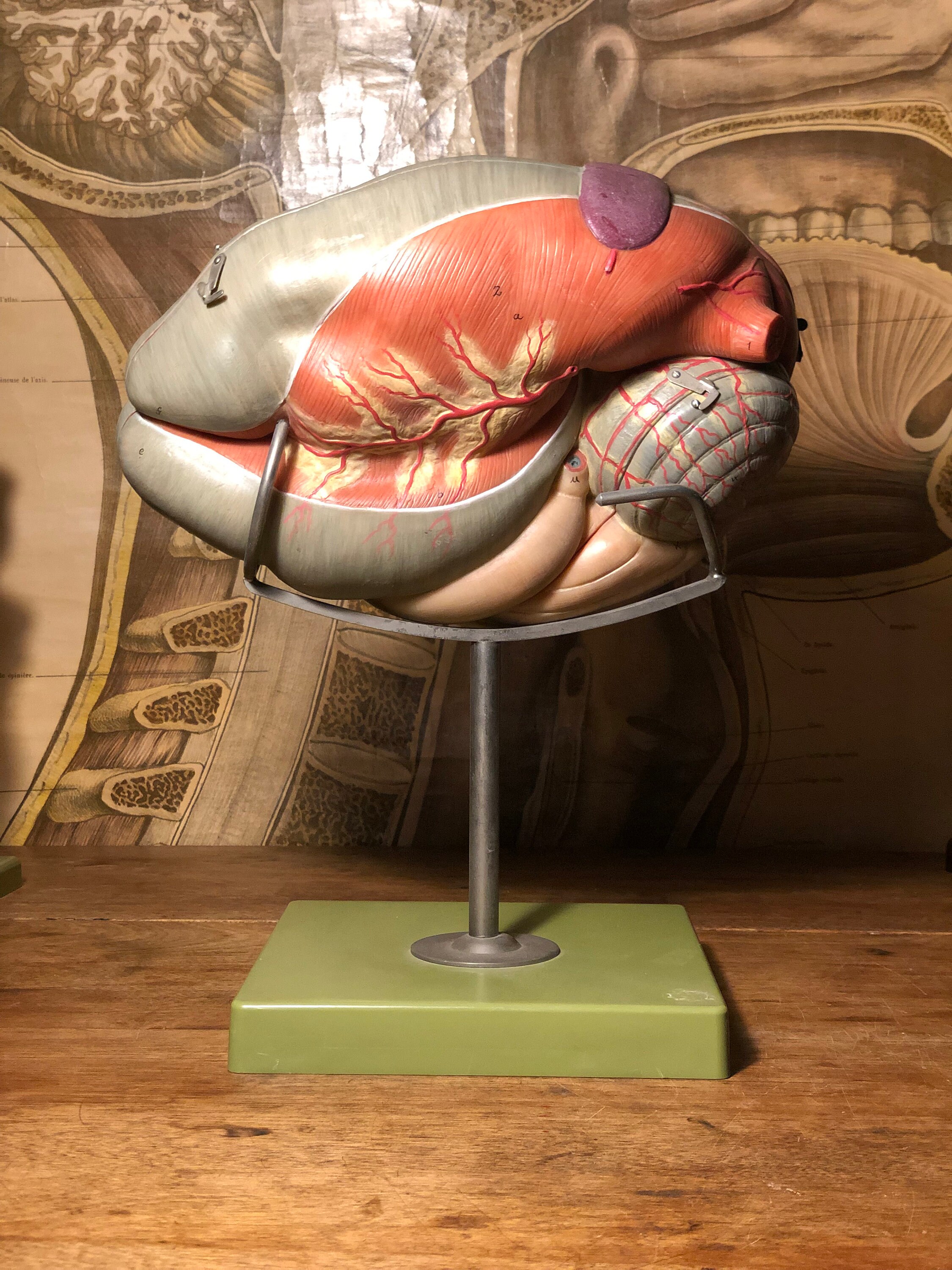 Vintage Somso RUMINANT STOMACH of the COW Educational Model - Etsy