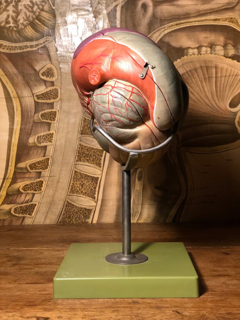 Vintage Somso RUMINANT STOMACH of the COW Educational Model - Etsy