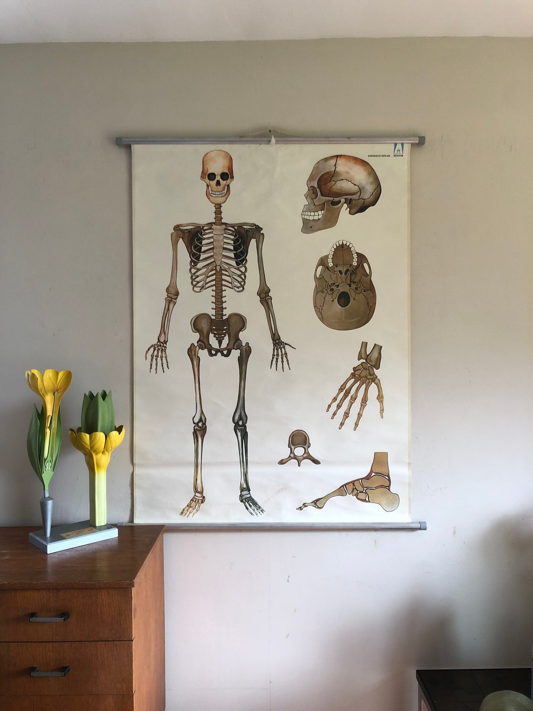 Vintage SKELETON & SKULL School Chart 1970's Roll Down Educational ...