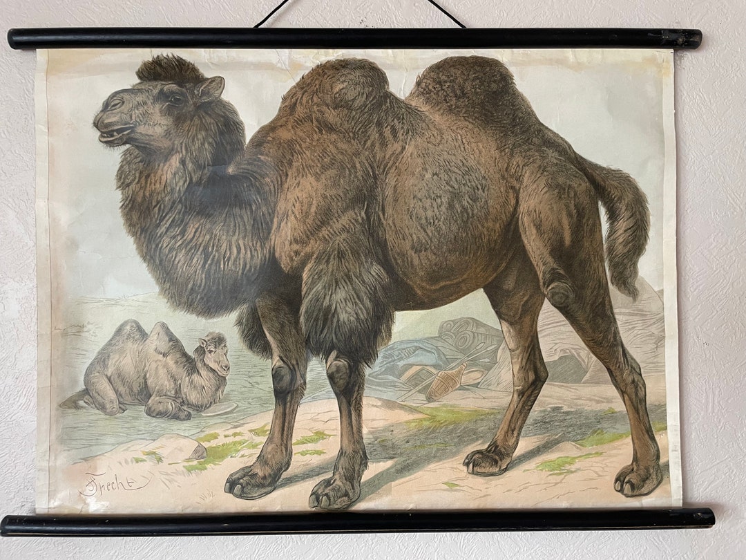 Vintage School Chart of a BACTRIAN CAMEL on Paper - Etsy