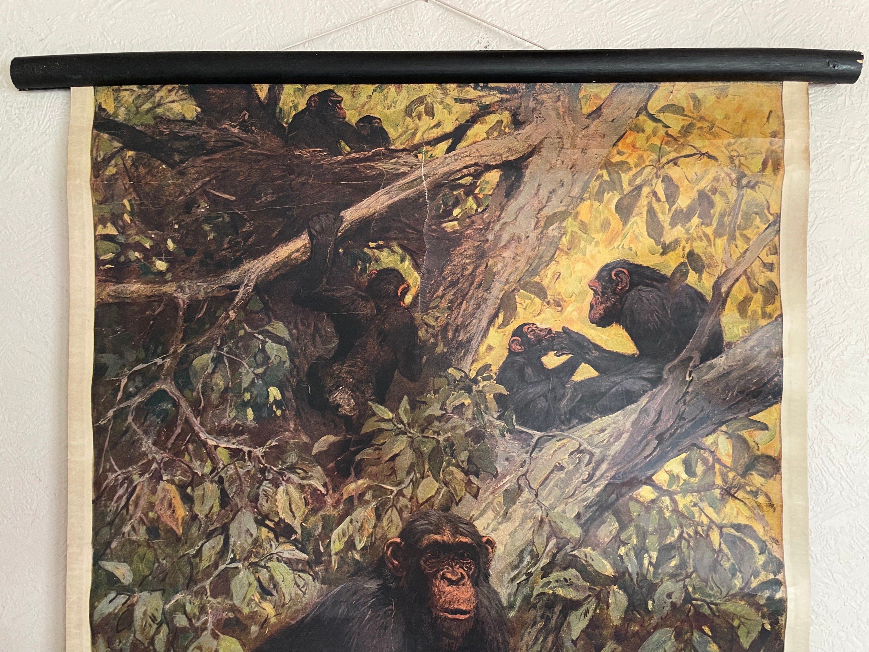 Vintage CHIMPANZEE School Chart Roll Down Poster Educational Wall Chart ...