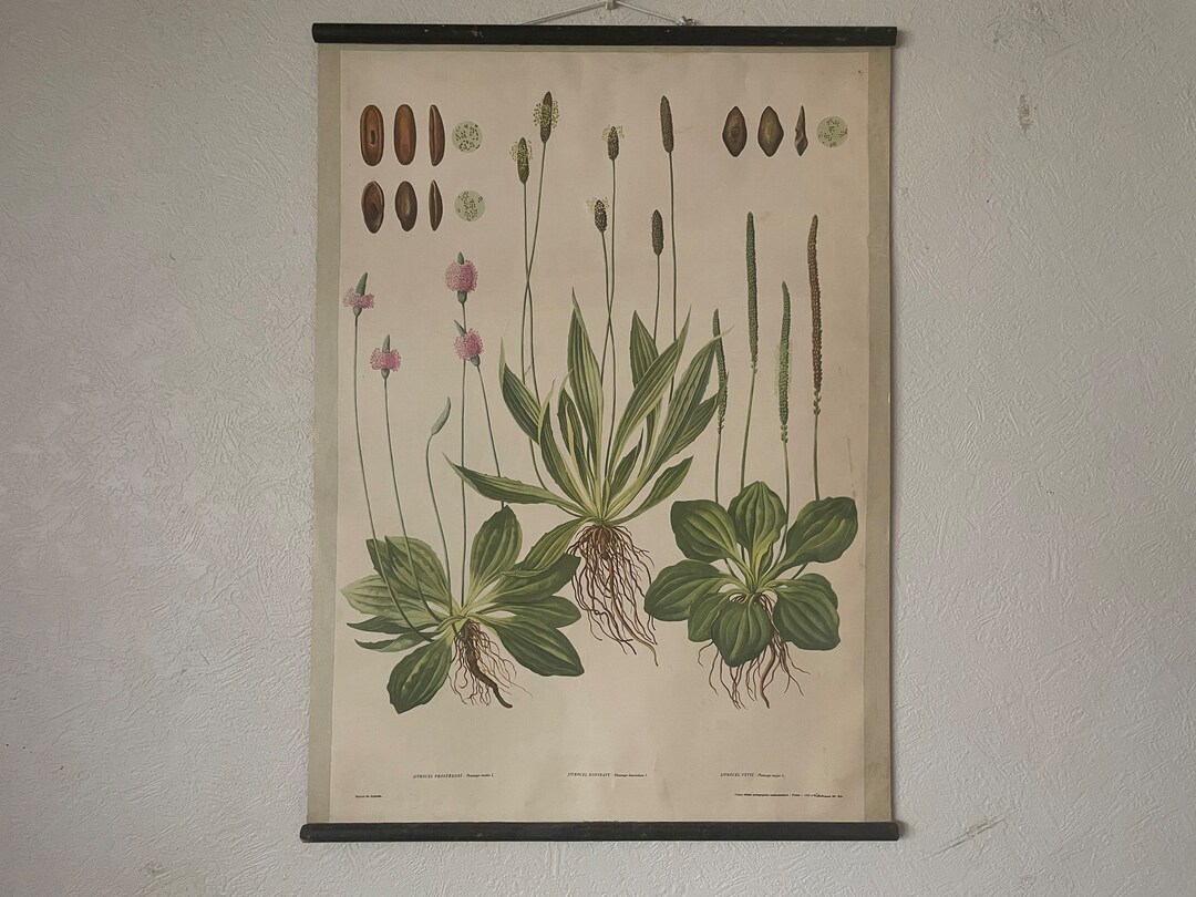 Vintage BOTANICAL Wall Chart of PLANTAIN 1953 Card Wild Flowers School ...