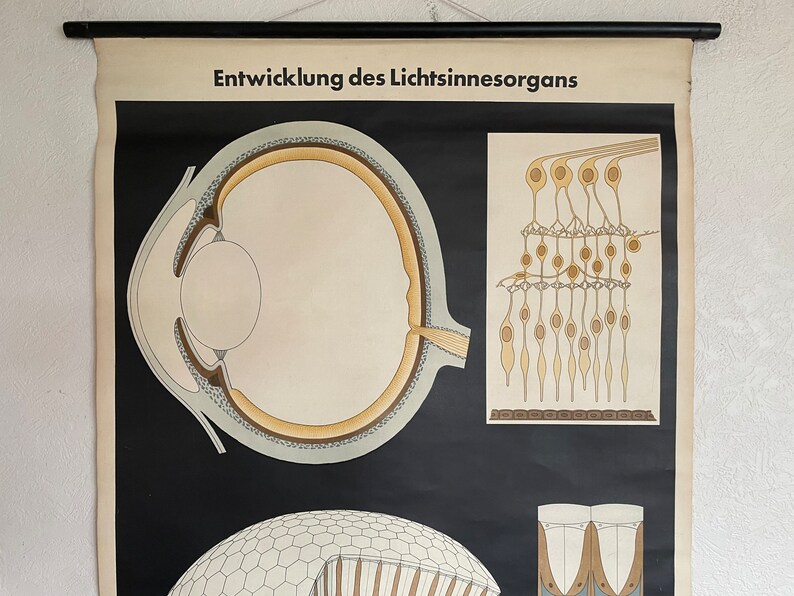 Vintage EYE ANATOMY School Chart Roll Down Medical School - Etsy