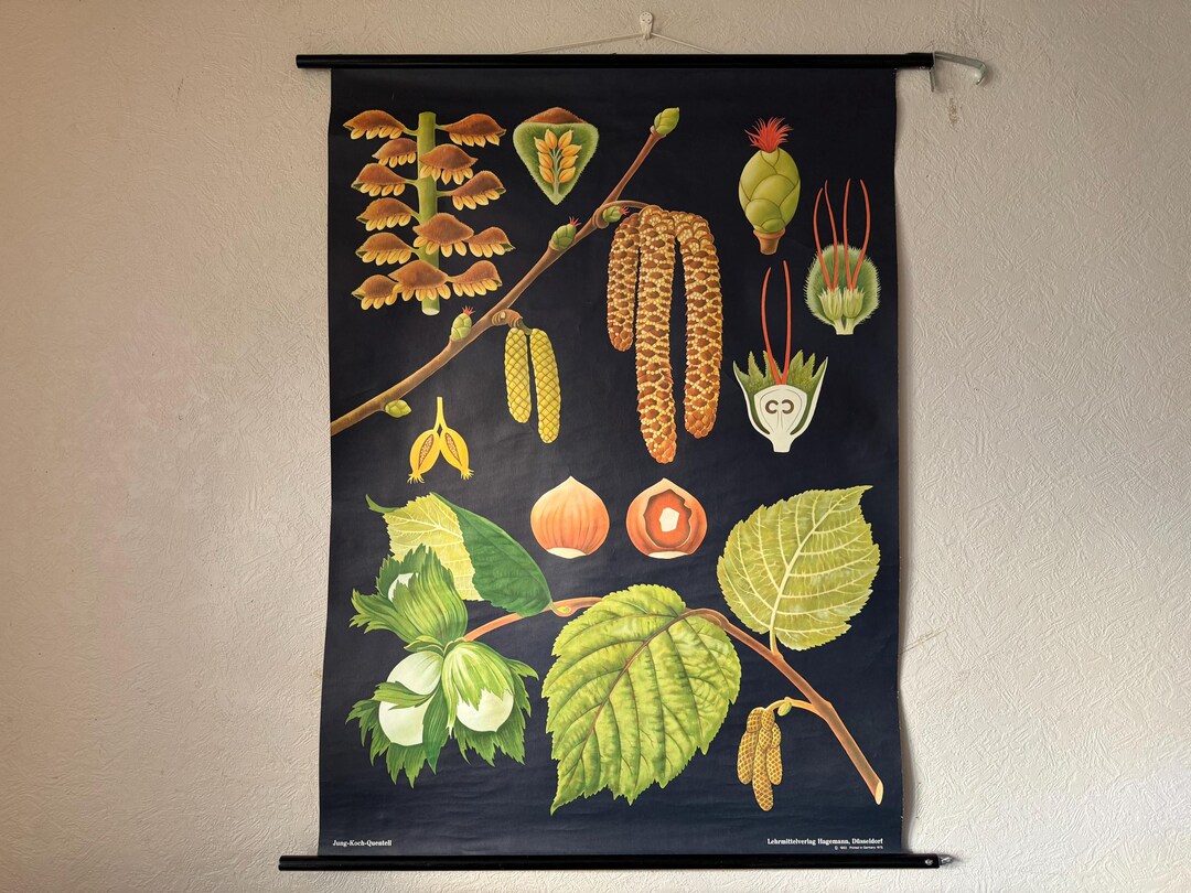 Vintage German School Chart of HAZEL TREE HAZELNUT Cob Nut Filbert Nut ...