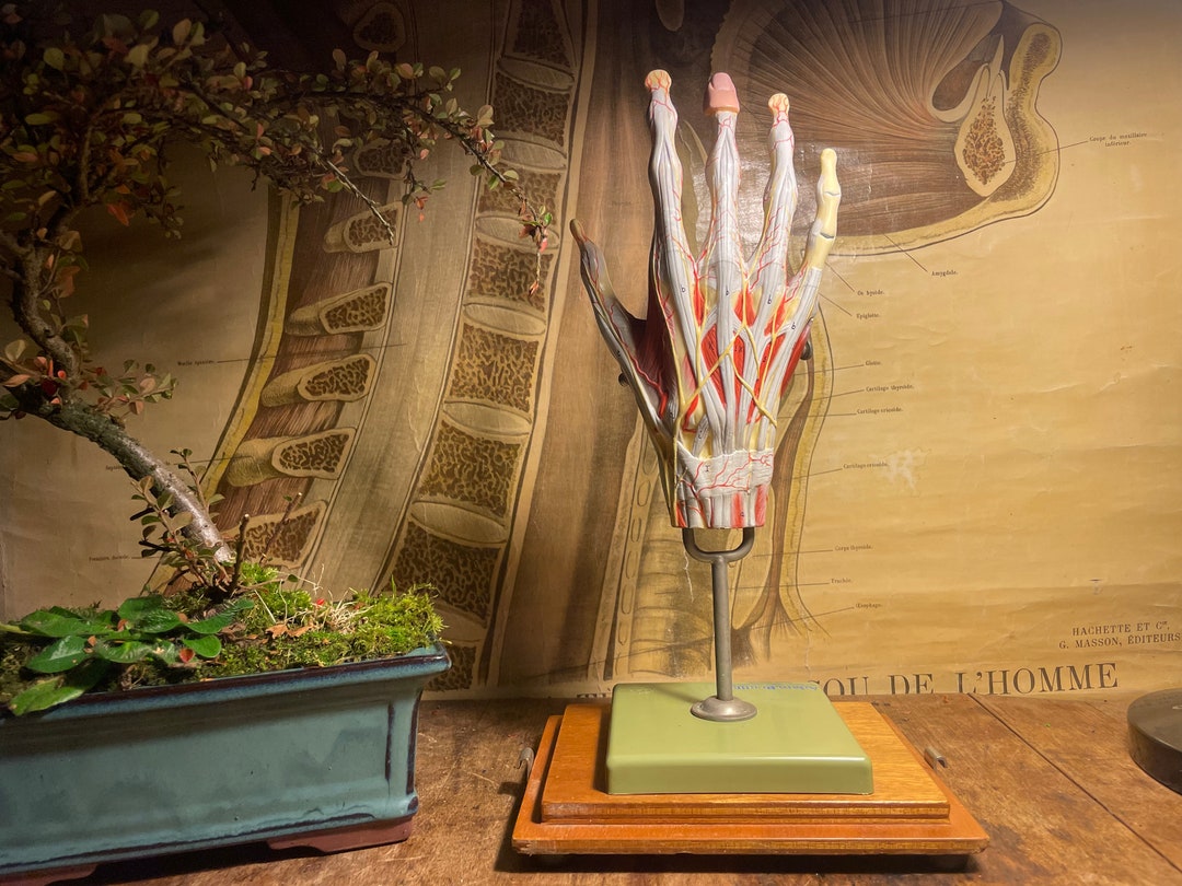 Vintage HUMAN HAND Model Educational Model Medical SOMSO Anatomy Model ...
