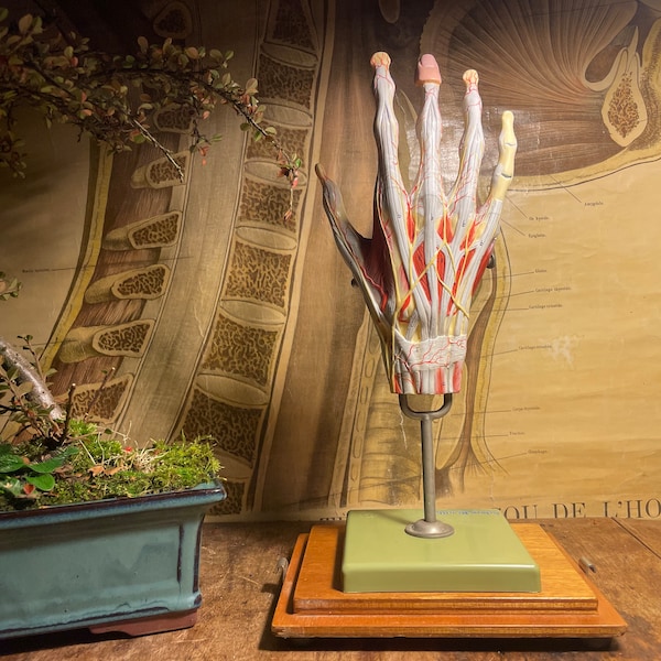 Vintage Anatomy Model - Etsy