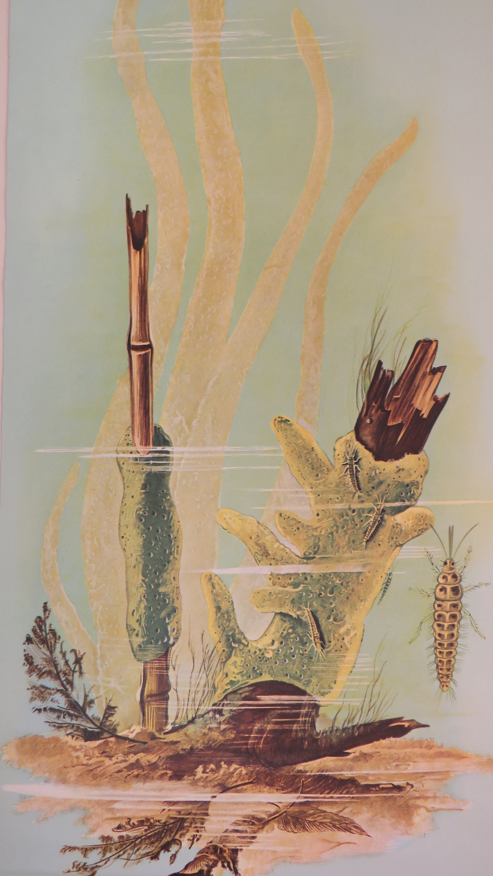Vintage SPONGE School Chart BOTANICAL Jung Koch Quentell Educational ...