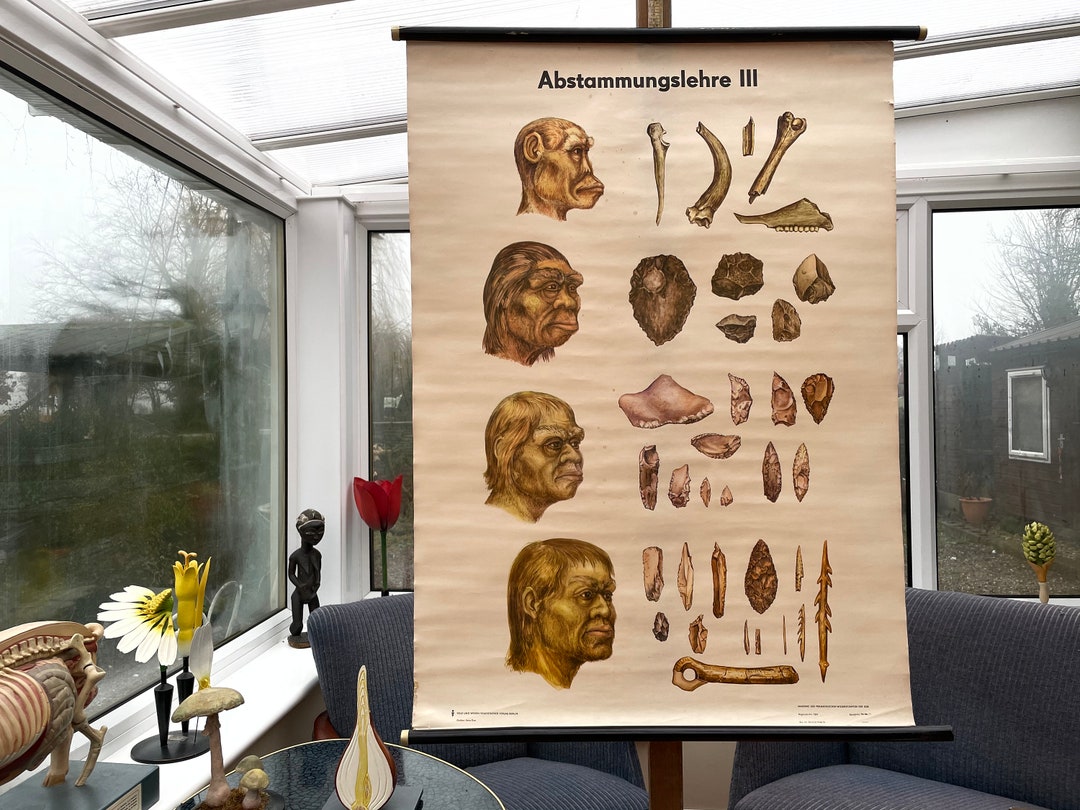 Vintage School Chart EVOLUTION OF MAN Poster Educational Chart Early ...