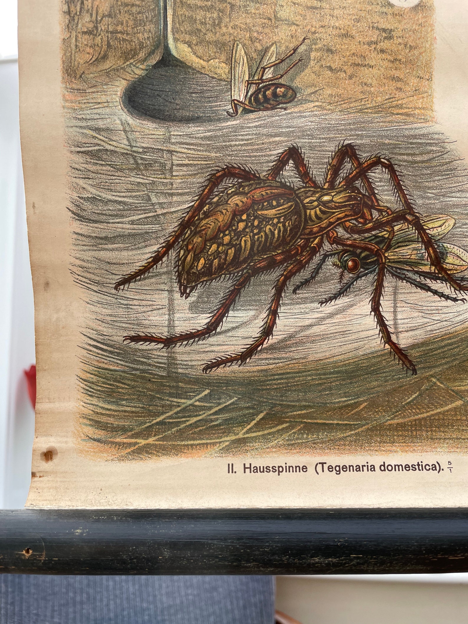 Vintage SPIDER School Chart ARACHNIDS Educational Chart, Lithograph ...