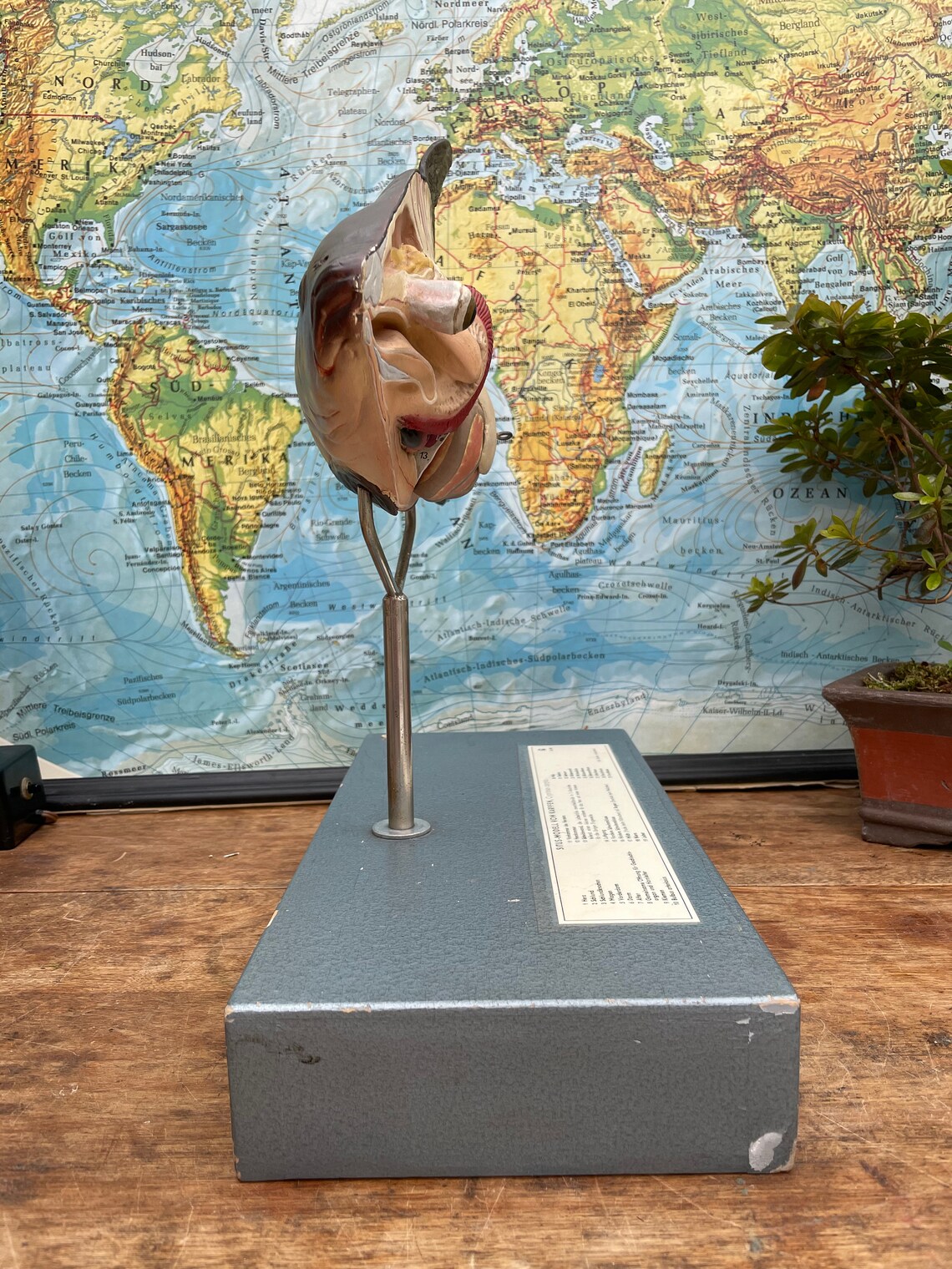 Rare Vintage SOMSO CARP FISH Anatomical Educational Model 1950's ...