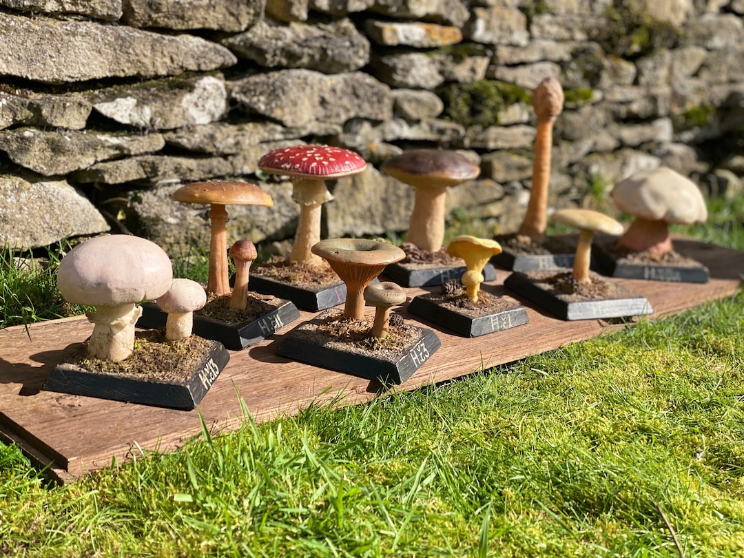 Vintage Set of 9 MUSHROOM MODELS Educational Models. - Etsy