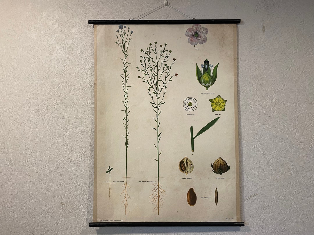 Vintage BOTANICAL Wall Chart of PLANTAIN 1953 Card Wild Flowers School ...