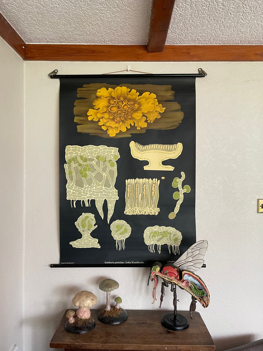 Vintage LICHEN School Chart Jung Koch Quentell Wall Chart BOTANICAL ...