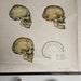 Vintage School Chart EVOLUTION of HUMAN SKULLS Poster Educational Chart ...