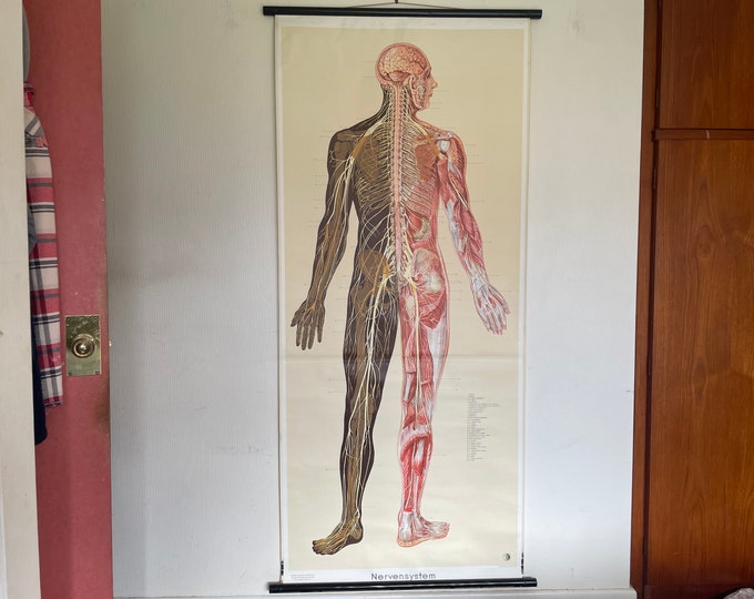 Vintage Full Body NERVOUS SYSTEM Educational Medical School Chart ...